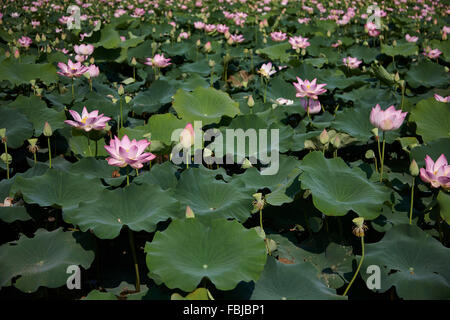 Lotus field in Cambodia Stock Photo - Alamy