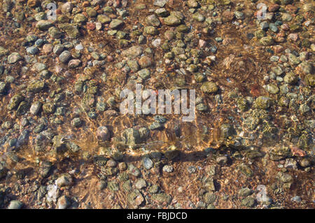 Shore of the lake closeup. Pebble and still water in sunny day. Small ...
