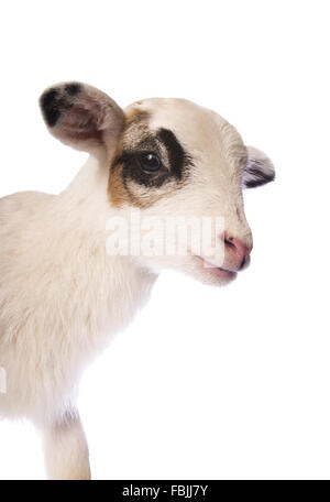 Lamb side view of head Stock Photo - Alamy