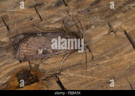 Square-spot rustic moth (Xestia xanthographa) caterpillar curled up ...