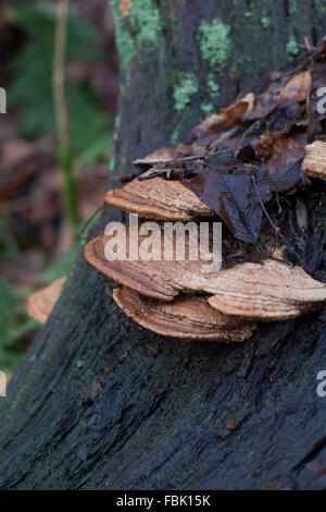 Fungus / fungae growing on a fern covered tree trunk in Warren Woods ...