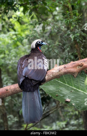 Black-fronted Piping-guan, Pipile jacutinga, Parque das Aves, head ...