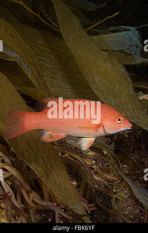 Sheephead fish at California Coral Reef Stock Photo - Alamy