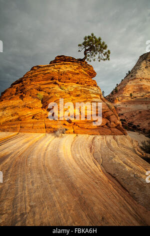 Pinion pine tree growing on sandstone tumulus, near Zion-Mount Carmel ...