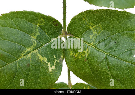 Rose leaf with Mosaic Virus symptoms. Net-like appearance with vein ...