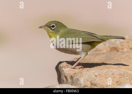 Abyssinian white-eye (Zosterops abyssinicus), standing on a rock, Wadi ...