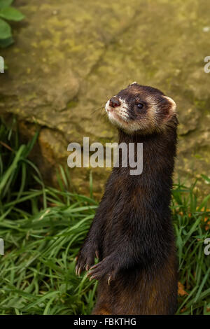 European polecat (Mustela putorius), standing upright in a meadow ...