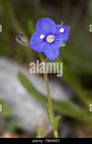 Rock Speedwell (Veronica fruticans), Plantaginaceae Stock Photo - Alamy