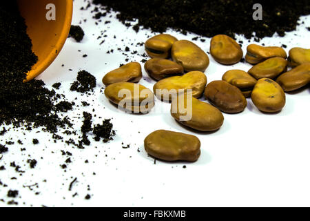 seed, compost, beans, plant pot, plants, soil Stock Photo - Alamy