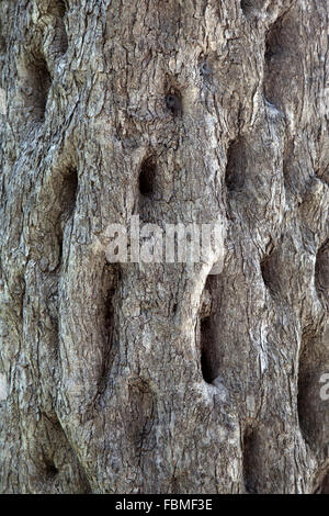 Texture of old grey bumpy tree bark Stock Photo - Alamy