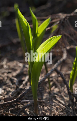 Lily of the valley flower in spring forest Stock Photo - Alamy