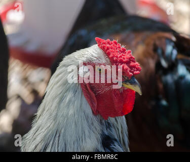 Domestic Chicken head close up portrait Stock Photo - Alamy