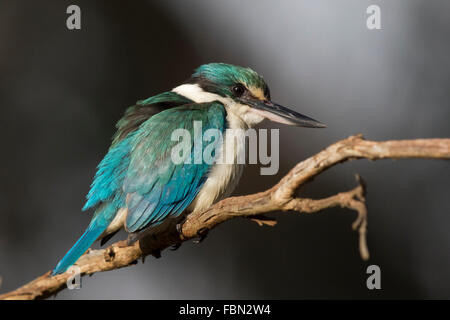 Sacred Kingfisher (Todiramphus sanctus) Aves Stock Photo - Alamy