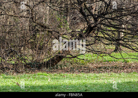 Slanted tree, tangled branches without leaves Stock Photo - Alamy