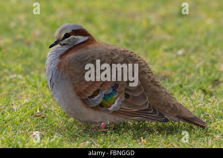 Brush Bronzewing Pigeon (Phaps elegans Stock Photo - Alamy