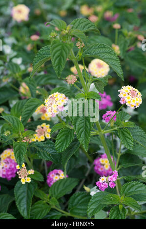 Lantana (Lantana camara) 'Rose', flowers Stock Photo - Alamy