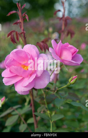 Pink rose, Rosa Cariad Auspanier, RHS Gardens, Wisley, UK Stock Photo ...
