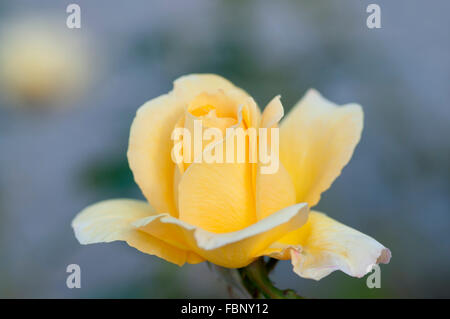 Rosa Glorious Interictira - hybrid tea rose variety at Christchurch ...
