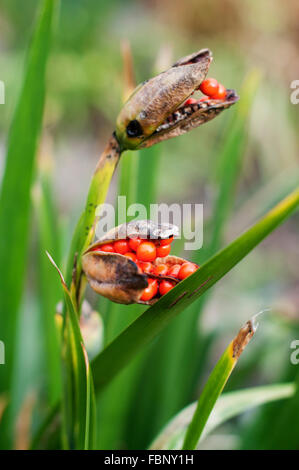 orange winter berries of Iris foetidissima, also known as stinking iris ...
