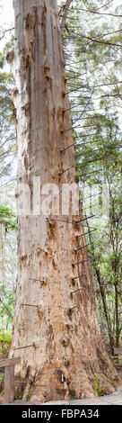 Gloucester Tree in the Gloucester National Park. Pemberton, Western ...