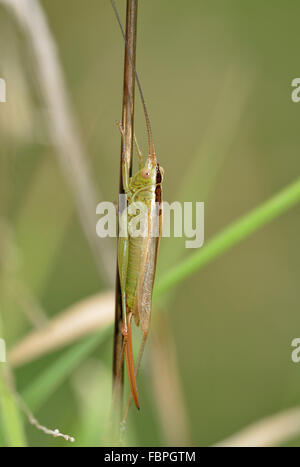 Long-winged cone-head (Conocephalus discolor). Juvenile cricket with ...
