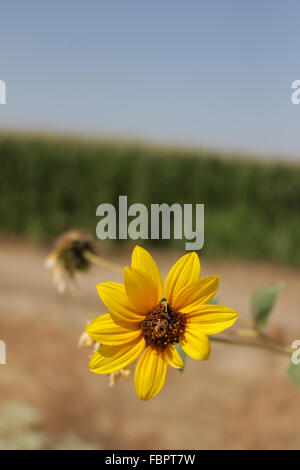 A Bee on a Corn Flower Stock Photo - Alamy