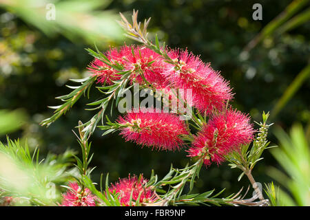 Violet bottlebrush, Purple Bottlebrush (Callistemon violaceus ...