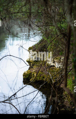 The limestone banks alone the Suwannee River Stock Photo - Alamy