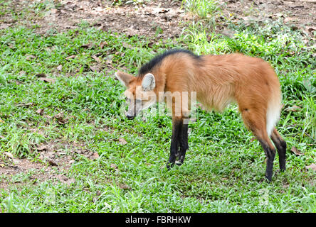 maned wolf stand on grass Stock Photo - Alamy