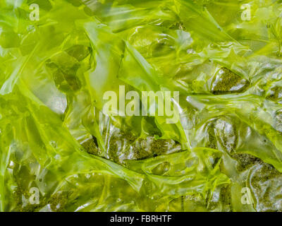 kelp washed up on Vancouver Island Beach, Canada Stock Photo - Alamy