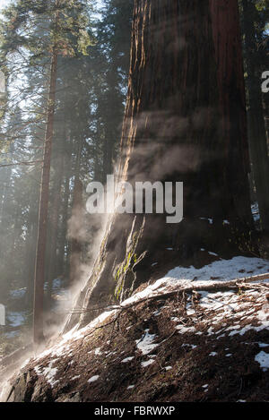 Sunbeams through the giant trees of Sequoia National Park, California ...