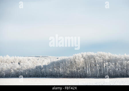 Frost on trees in Alberta, Canada Stock Photo - Alamy