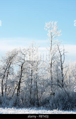 Frost on trees in Alberta, Canada Stock Photo - Alamy