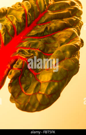 Red chard bright leaf Stock Photo - Alamy