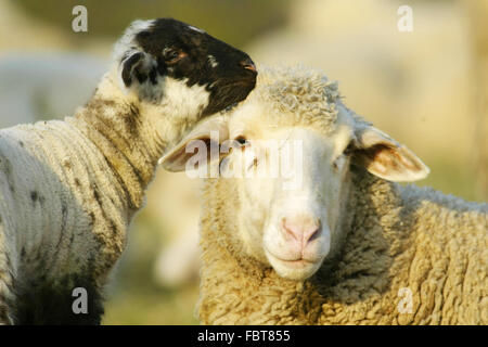 Landschaf Merino, merino sheep Stock Photo - Alamy