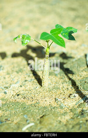 Overhead view of seedlings sprouting in tray on kitchen table Stock ...