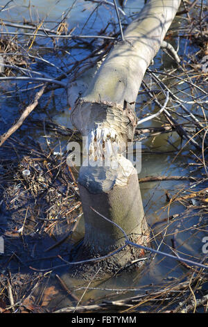 BEAVERS AT WORK Stock Photo - Alamy