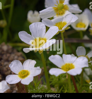 Common Water Crowfoot Stock Photo - Alamy