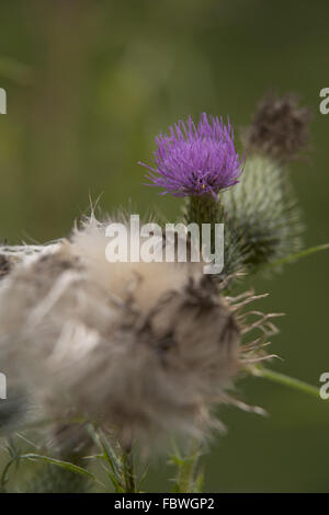 Bull Thistle (Cirsium vulgare) Plantae Stock Photo - Alamy