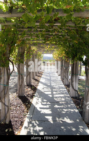 Arbor at Winery Vineyard Stock Photo - Alamy