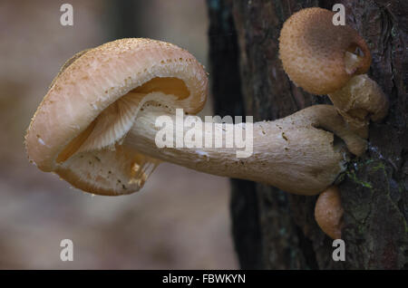 Armillaria solidipes ( Armillaria ostoyae Stock Photo - Alamy
