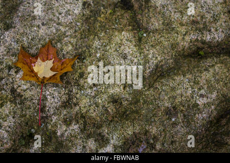 Maple leafs on a rock - background Stock Photo - Alamy