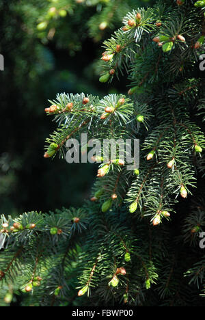 Fresh spring shoots of spruce are natural source of vitamin C. Isolated ...