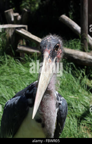 close-up of marabou stork head from side Stock Photo - Alamy