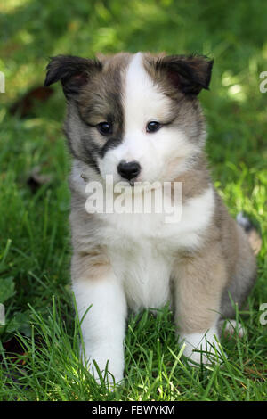 Icelandic sheepdog (Puppy Stock Photo - Alamy