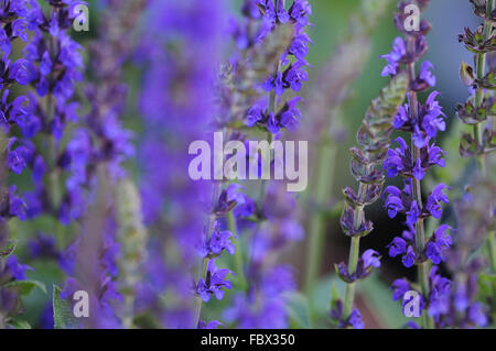Stauden-Salbei, Salvia nemorosa VIOLET PROFUSION, Perennial sage ...