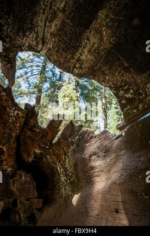 in USA inside sequoia national park the beauty of amazing nature ...
