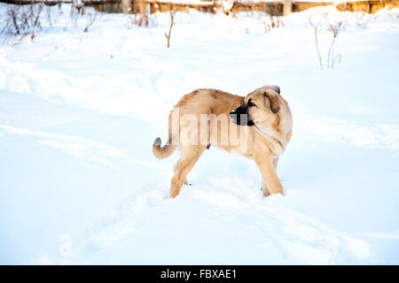 Spanish Mastiff in snowdrift winter day cold Stock Photo - Alamy