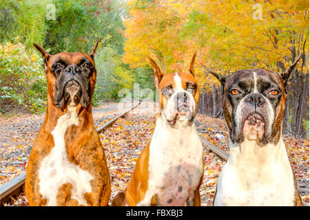 Three purebred Boxer dogs with Brindle and Fawn coat colors Stock Photo ...