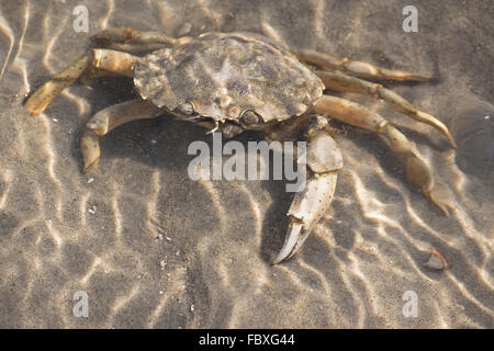 Carcinus maenas, shore crab, Gemeine Strandkrabbe, Asterias rubens ...